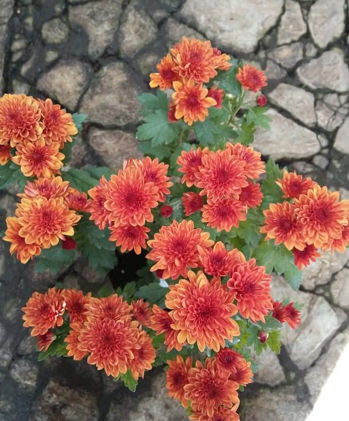 Panduan Eksklusif Merawat Bunga Krisan agar Tumbuh Subur - JAWARA NEWS