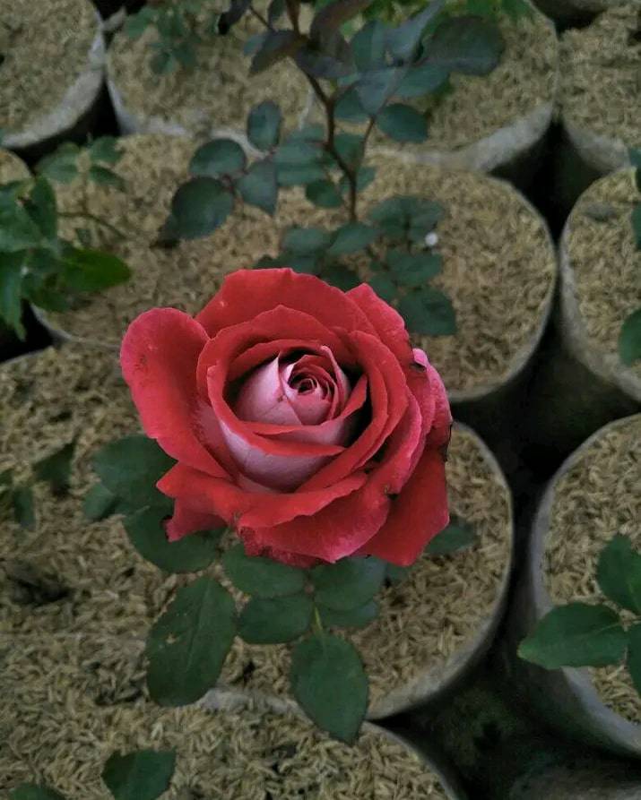 Rahasia Merawat Bunga Mawar: Panduan Terlengkap untuk Hasil Maksimal ...