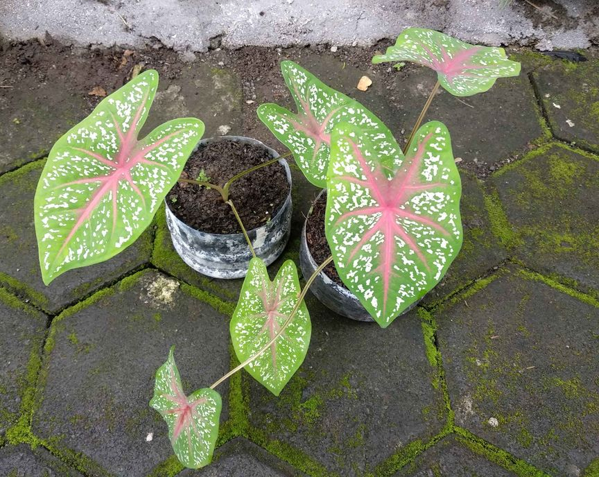 Rahasia Sukses Merawat Keladi: Tips Agar Tanaman Tumbuh Subur dan Sehat ...